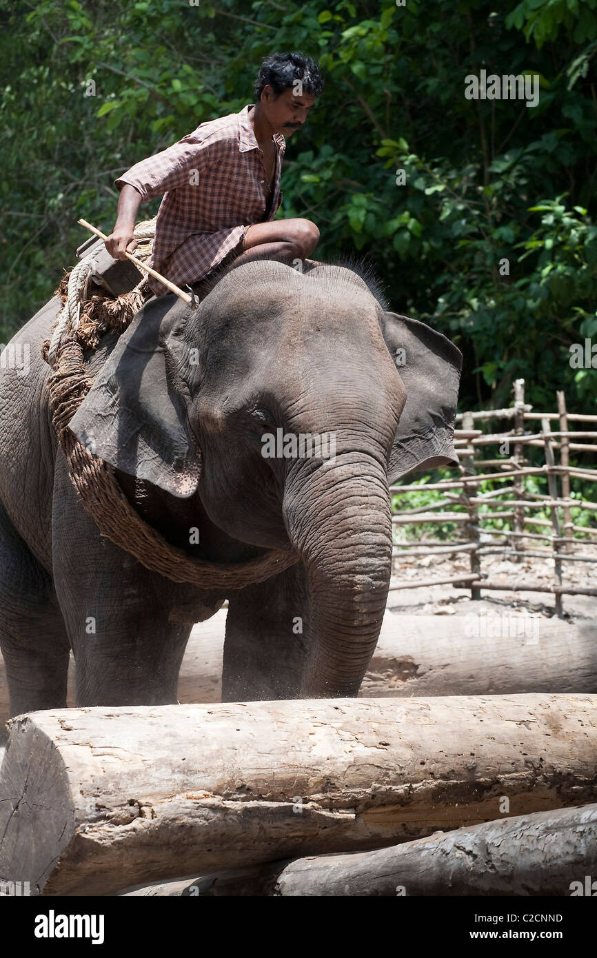 Elephant pushing tree hi-res stock photography and images - Alamy