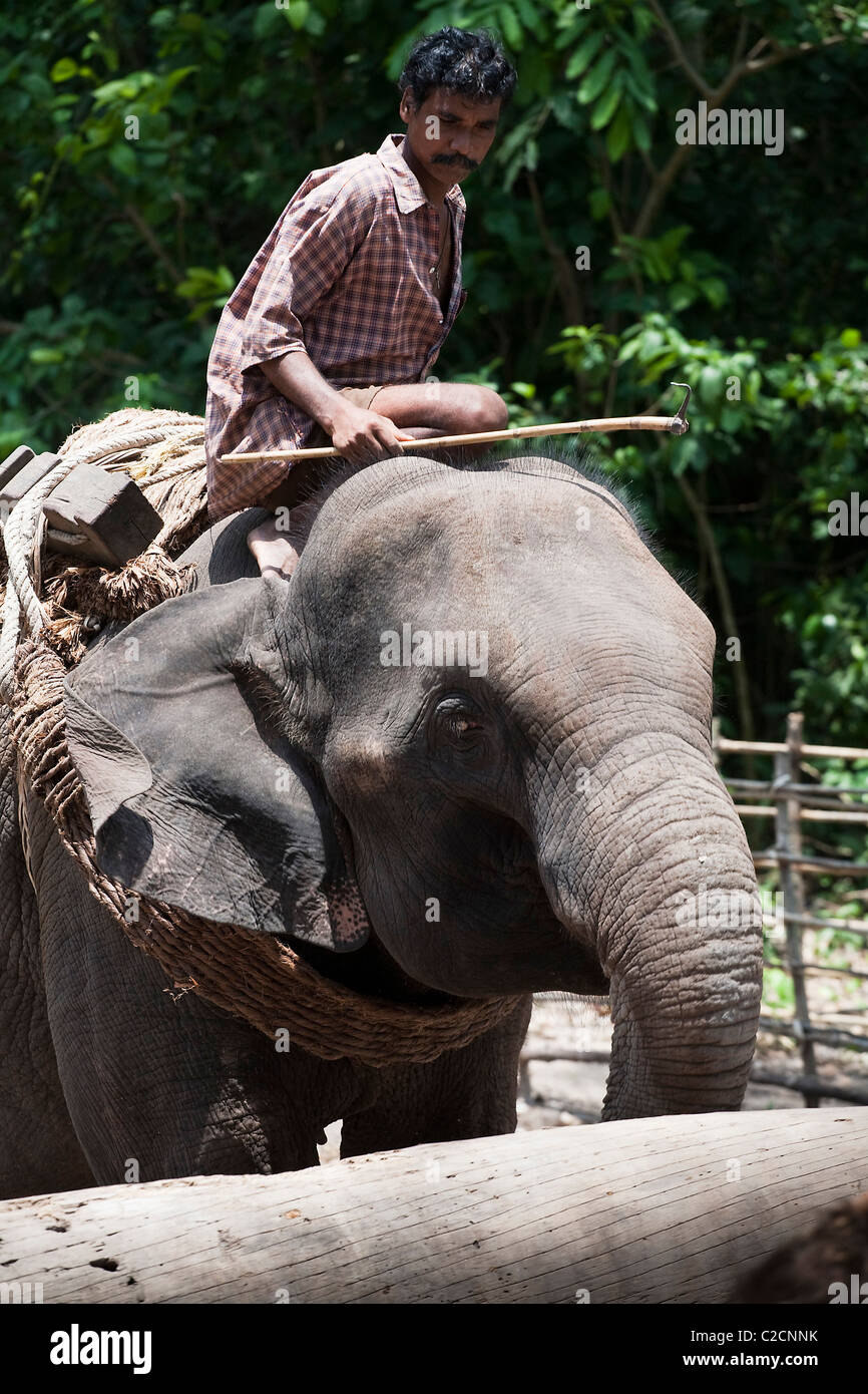 Elephant pushing tree hi-res stock photography and images - Alamy