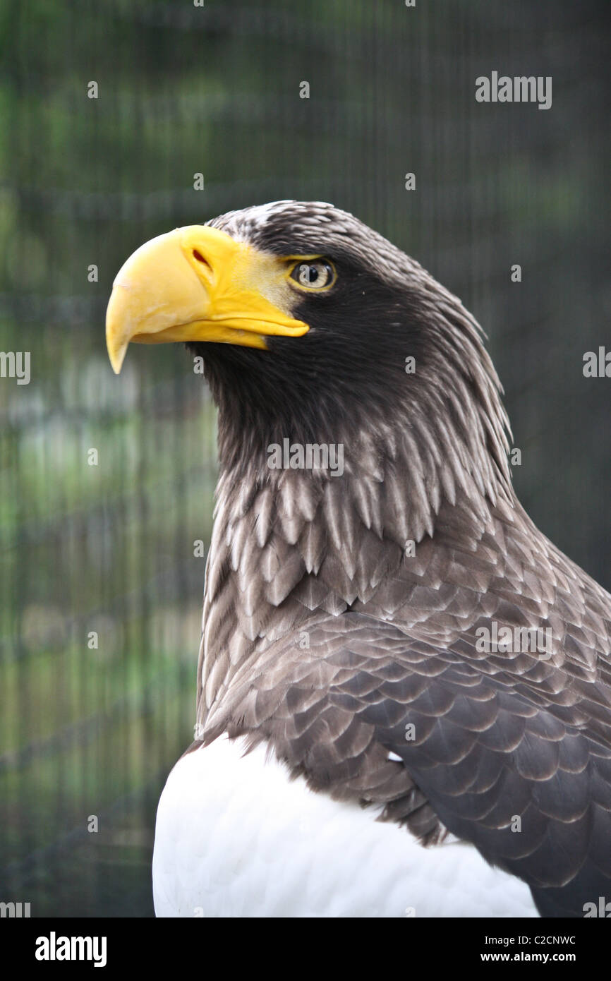 Yellow eye eagle hi-res stock photography and images - Alamy