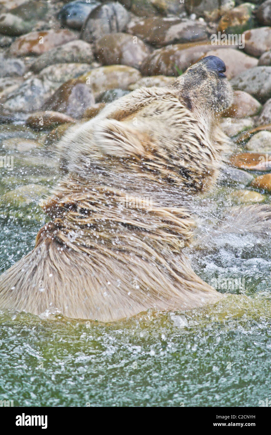Brown bear snout hi-res stock photography and images - Alamy