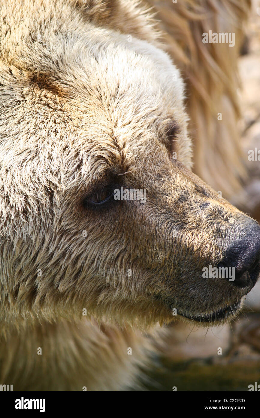 Brown bear snout hi-res stock photography and images - Alamy