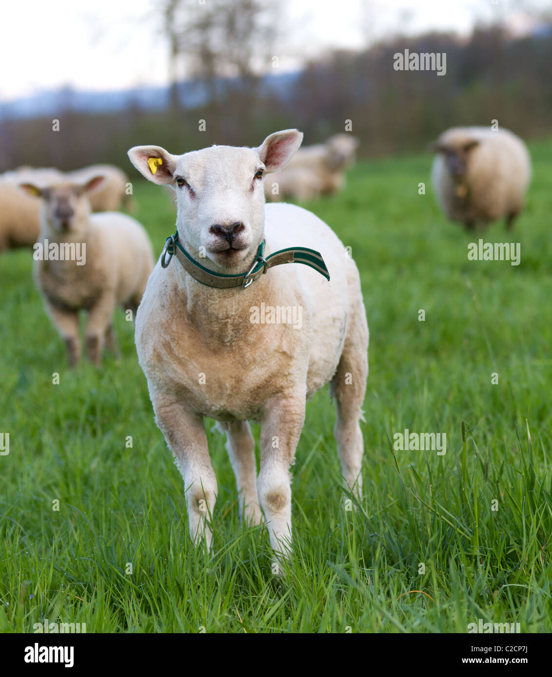 young sheared sheep in herd on meadow looking into camera Stock Photo ...