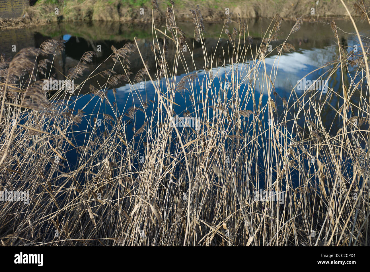 Swamp wetlands hi-res stock photography and images - Alamy