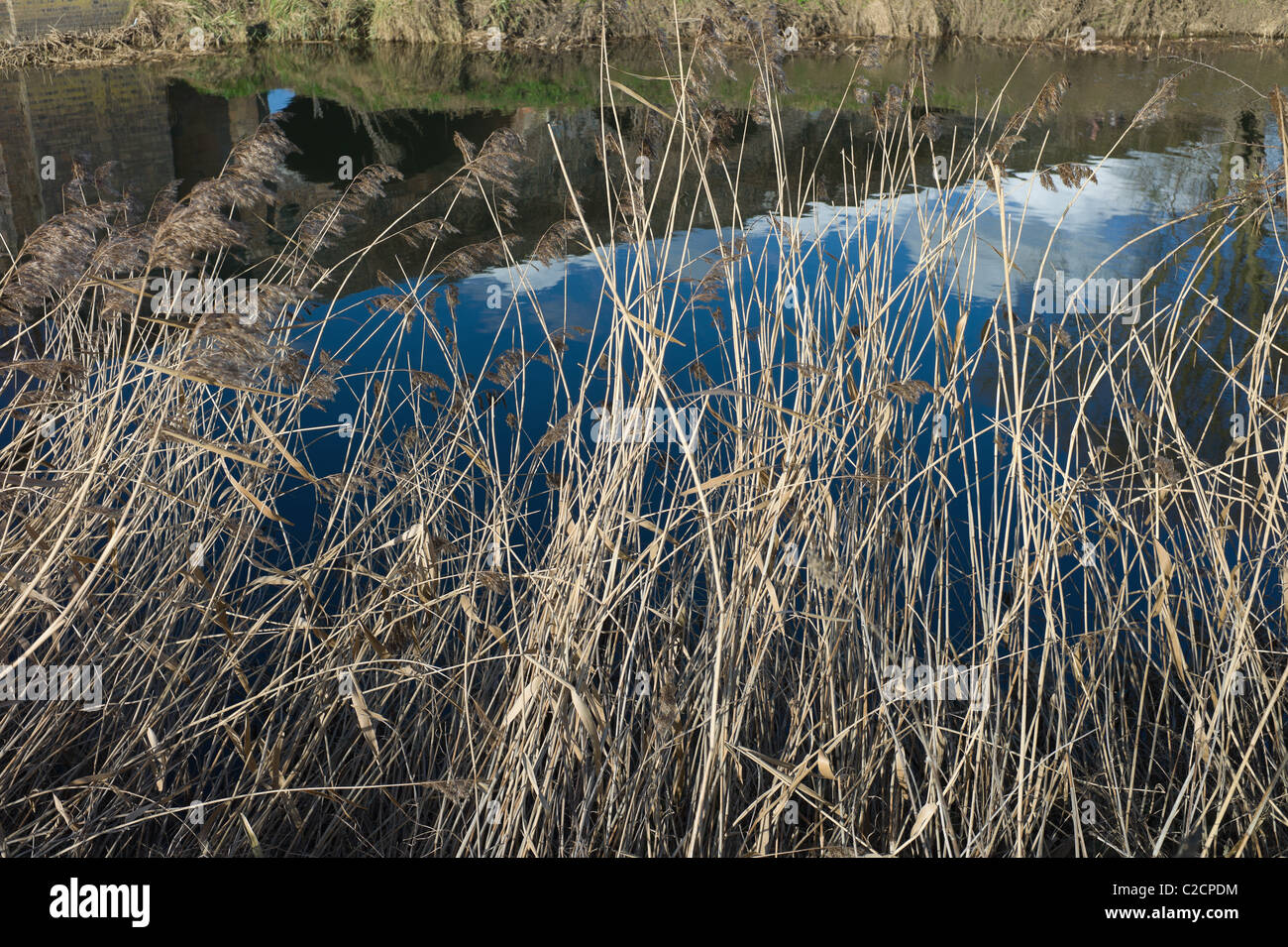 Swamp wetlands hi-res stock photography and images - Alamy