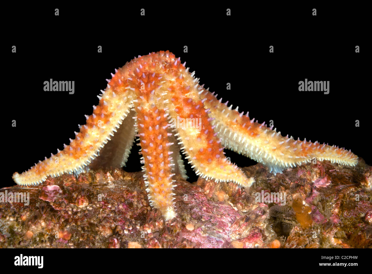 An unusual image of a feeding starfish off the coast of California ...