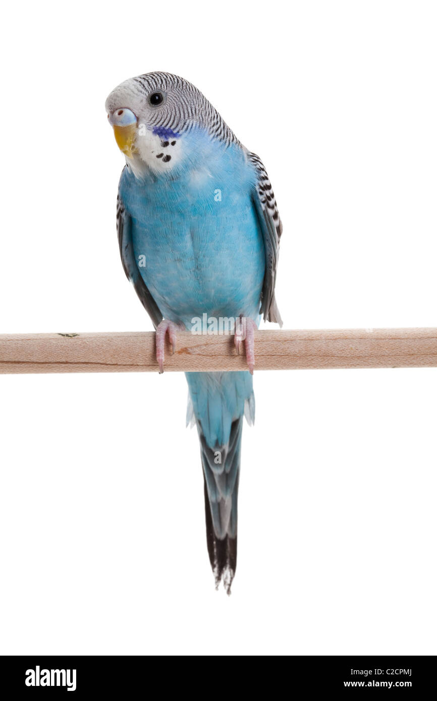 blue budgie close up shot Stock Photo - Alamy