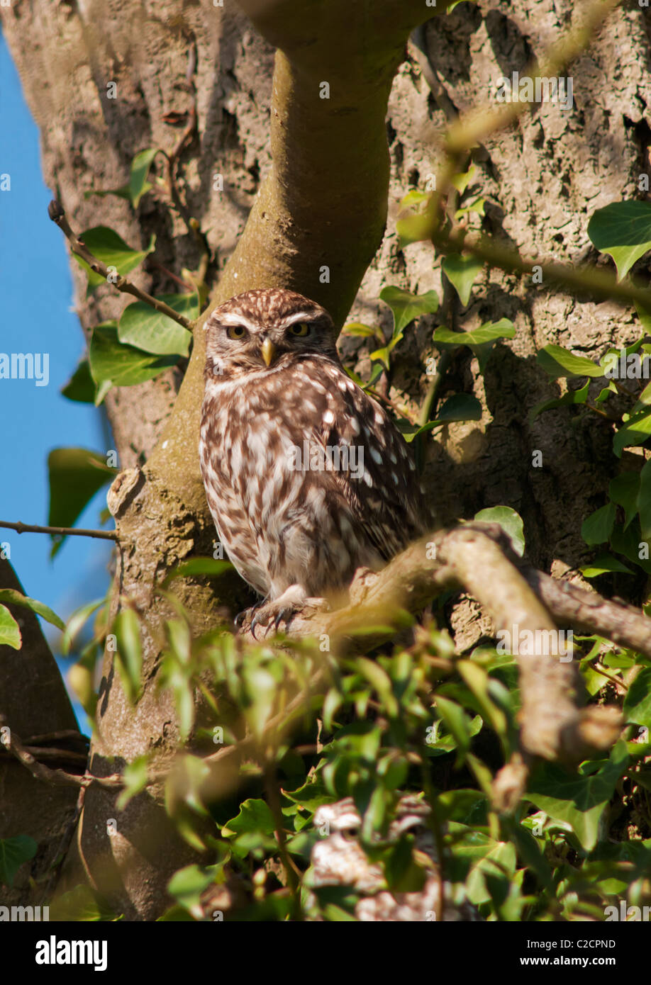 Little owl uk tree hi-res stock photography and images - Alamy