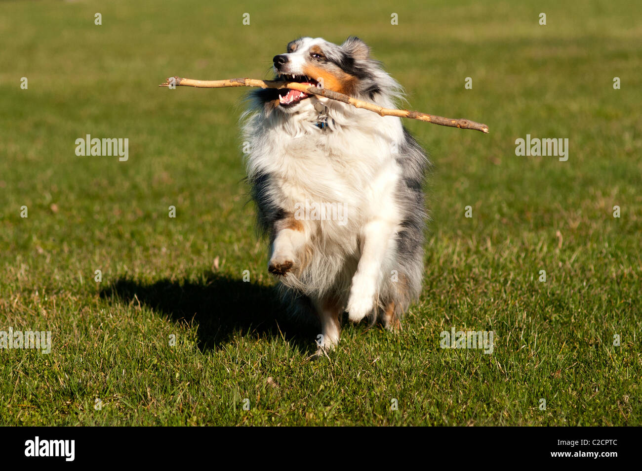 Playful Sheltie runs with stick Stock Photo - Alamy