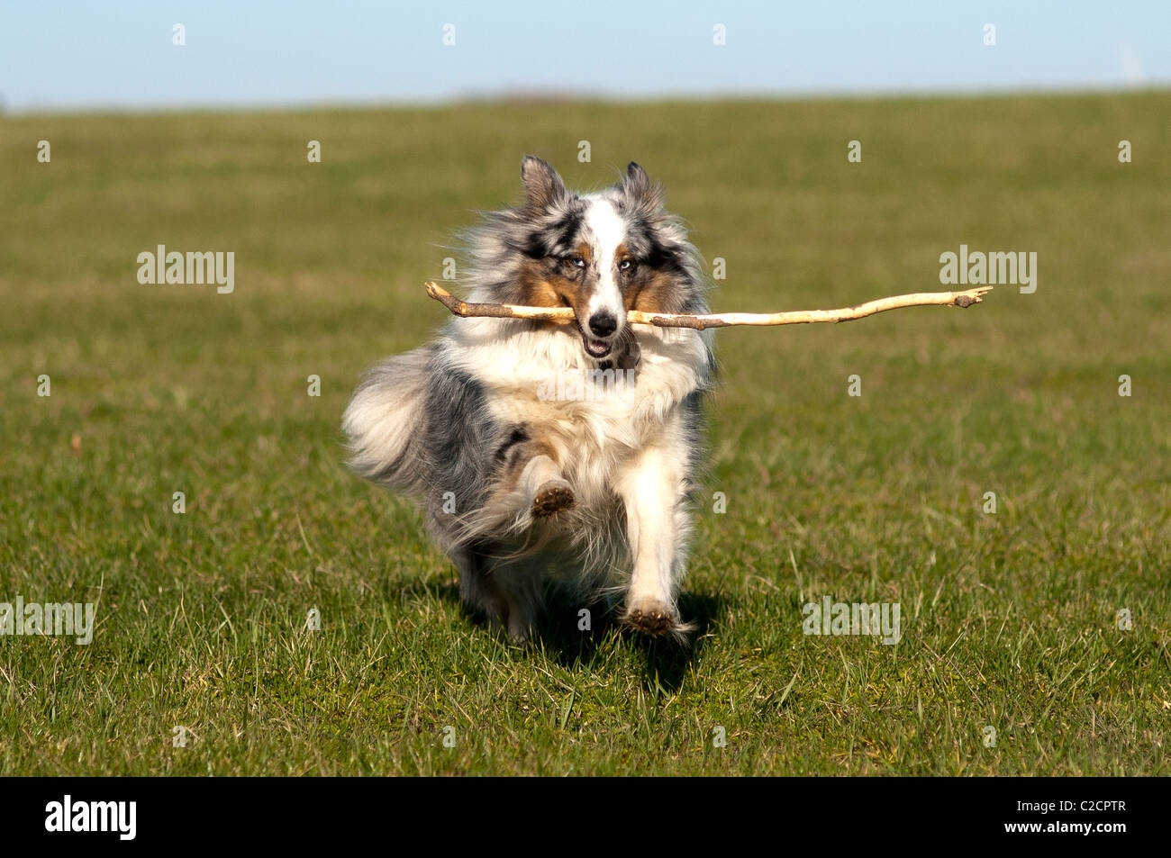 Sheepdog with stick hi-res stock photography and images - Alamy