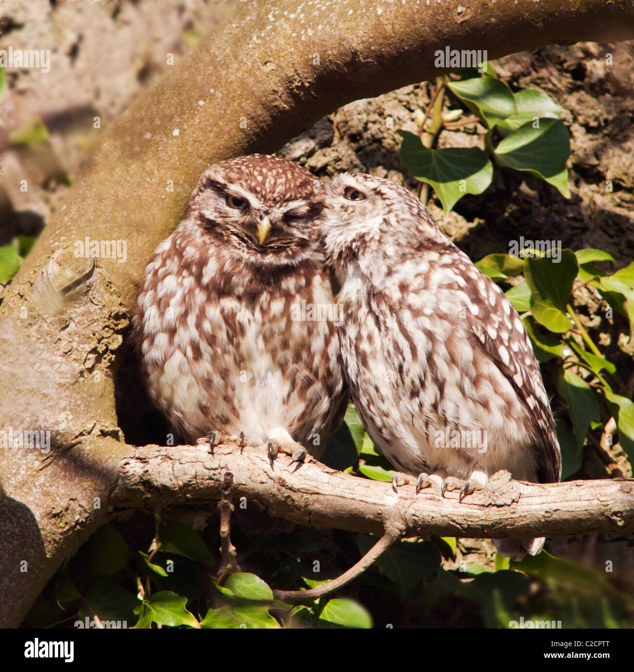 Little owls hi-res stock photography and images - Alamy