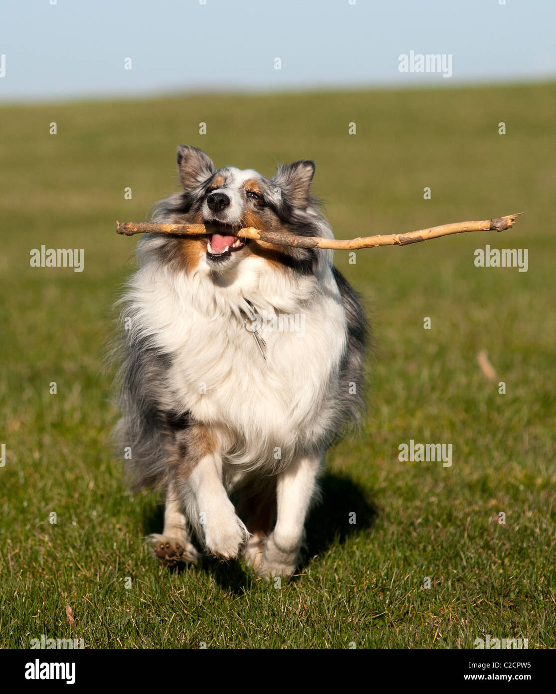 Run stick hi-res stock photography and images - Alamy