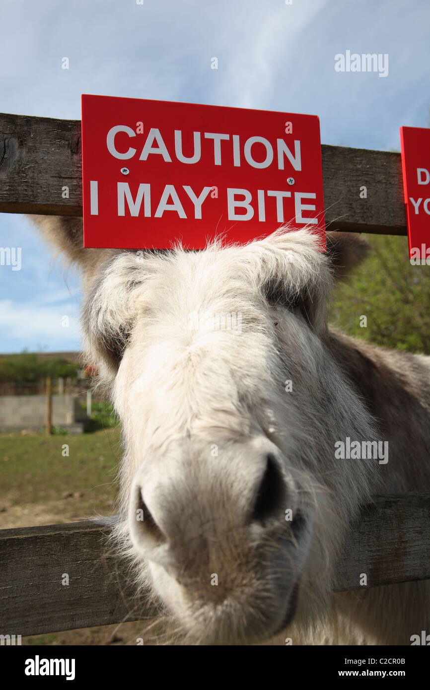 donkey underneath warning sign Stock Photo - Alamy
