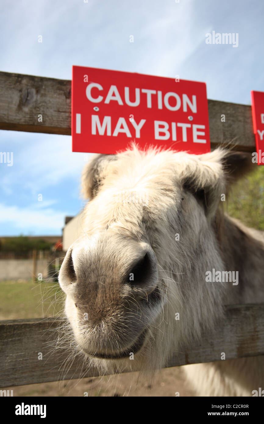 donkey underneath warning sign Stock Photo - Alamy