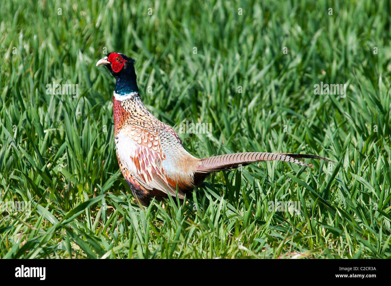 Male Pheasant in field countryside kent England UK Stock Photo - Alamy