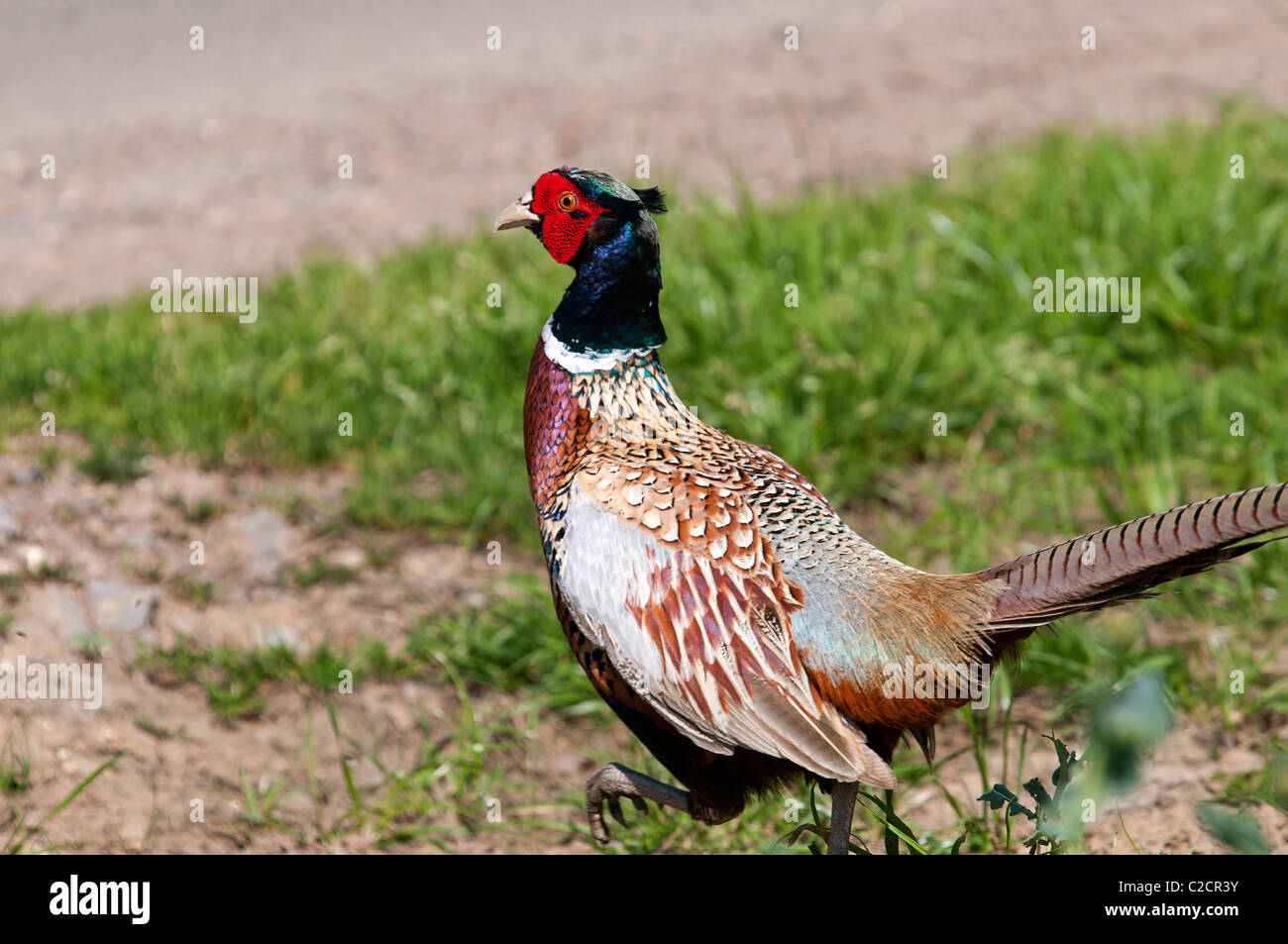 Male Pheasant in field countryside kent England UK Stock Photo - Alamy