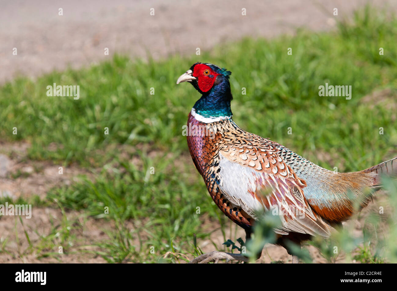 Male Pheasant in field countryside kent England UK Stock Photo - Alamy