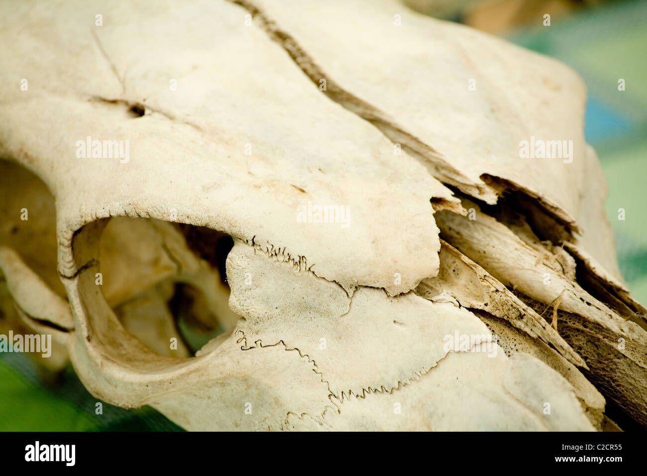 animal skull close up shot Stock Photo - Alamy