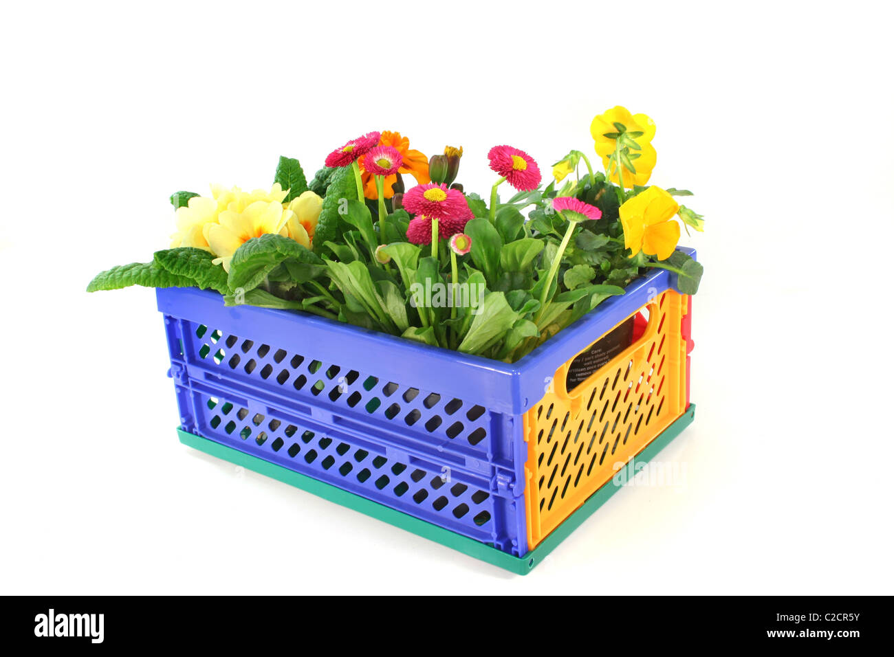 Balcony plants in a folding box on white background Stock Photo - Alamy