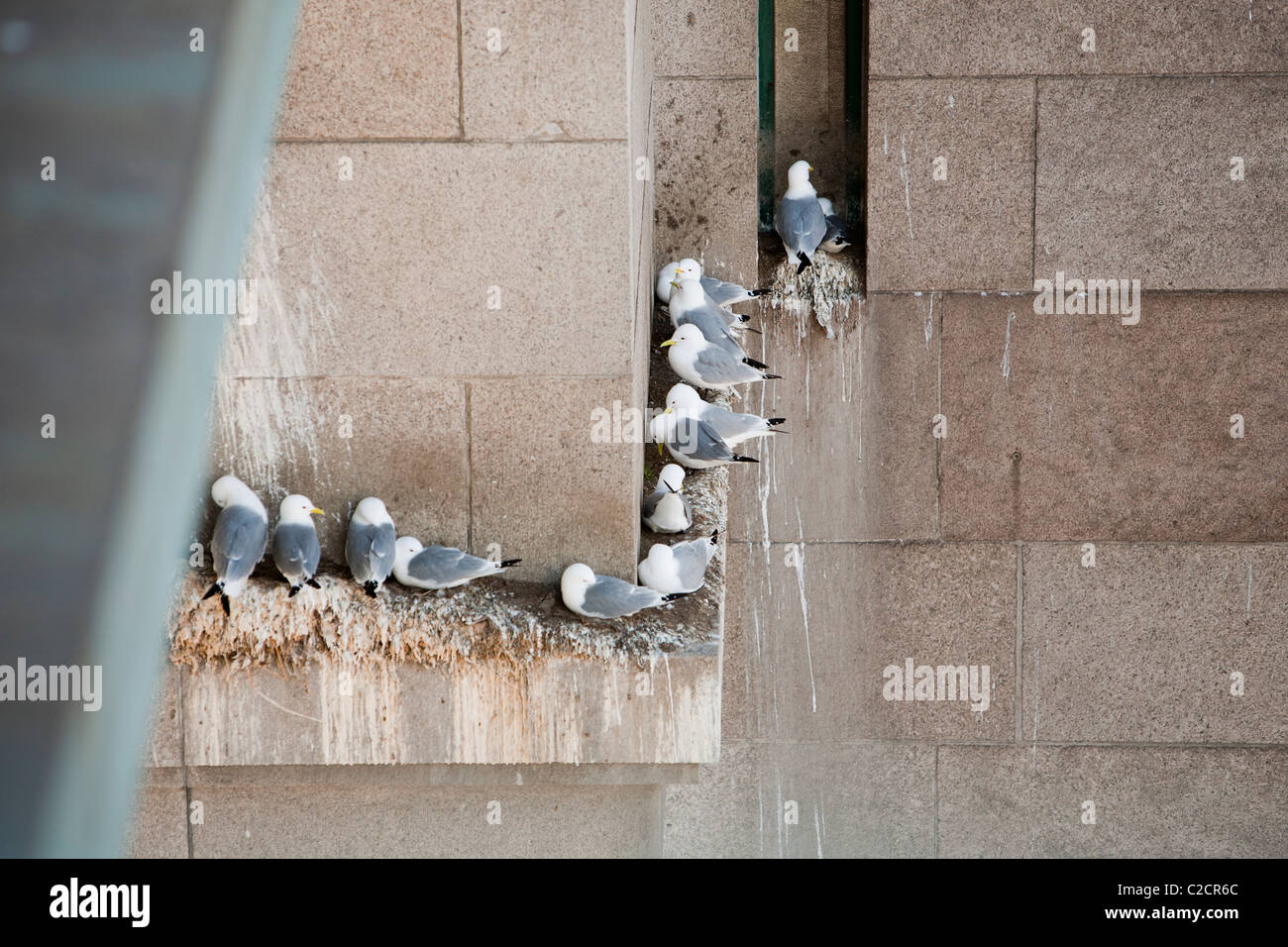 Kittiwakes (Rissa tridactyla) breeding on a ledge on the Tyne Bridge in ...