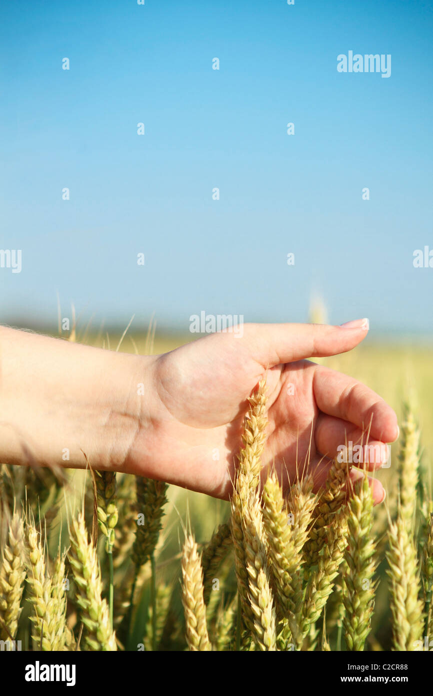 Running through corn field hi-res stock photography and images - Alamy