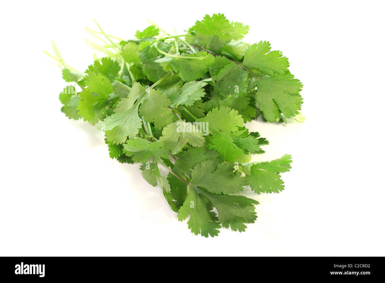 a bunch of fresh Coriander on a white background Stock Photo - Alamy