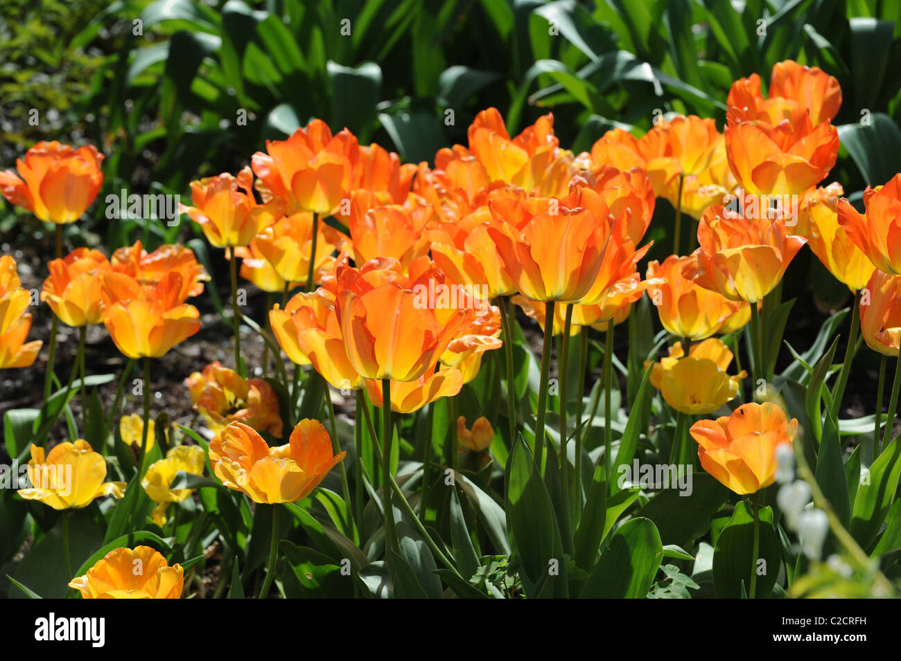 Flower uk hi-res stock photography and images - Alamy