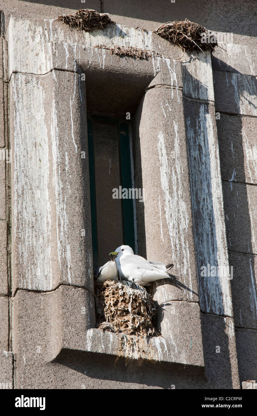 Kittiwakes tyne bridge hi-res stock photography and images - Alamy