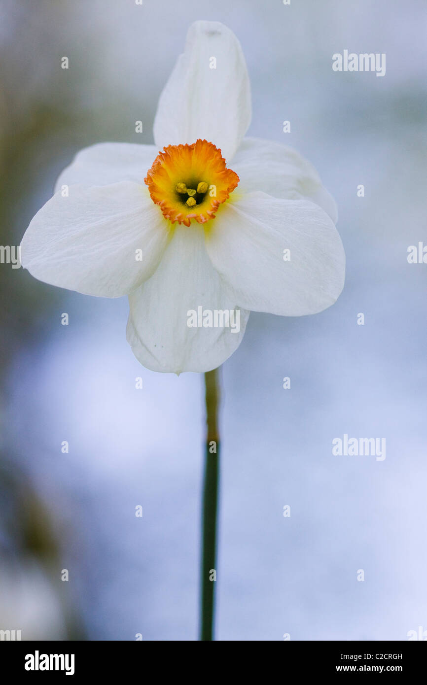 Narcissis Geranium White and Yellow Daffodil Shallow DOF Stock Photo ...