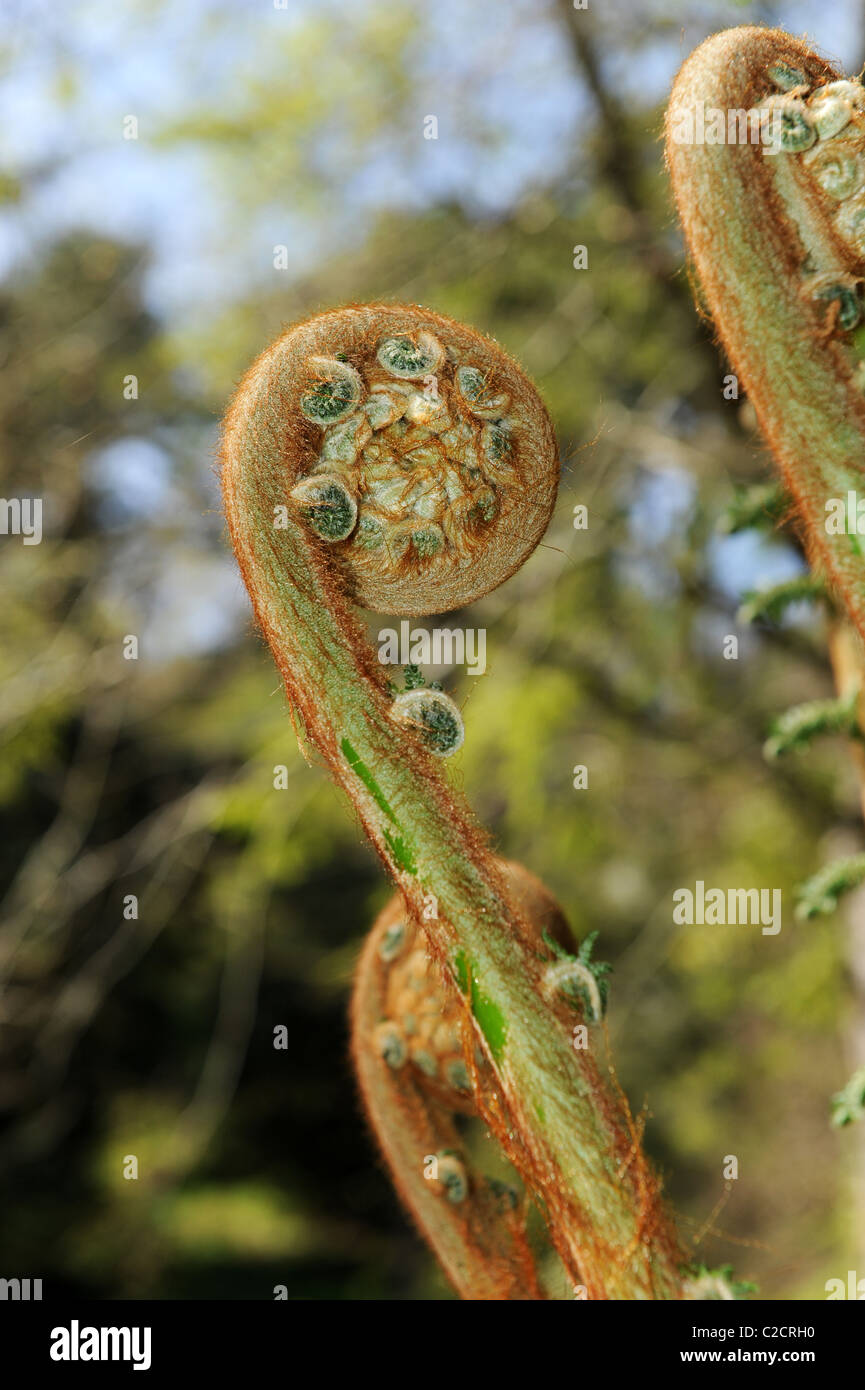 Unfurling fern shoots hi-res stock photography and images - Alamy