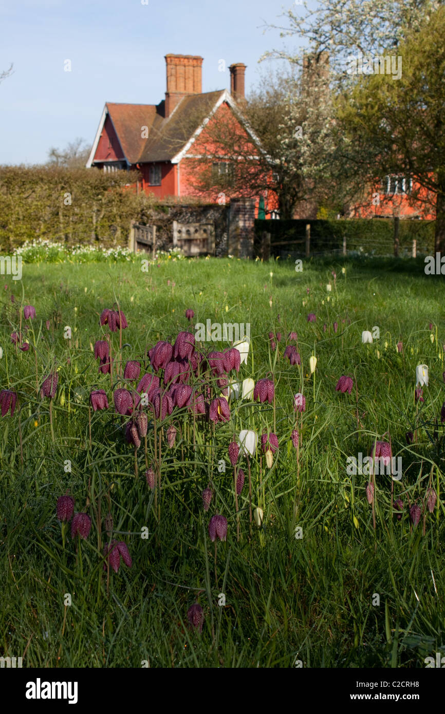 Fritillaries growing in the meadows at Wyken Hall, Suffolk, England ...