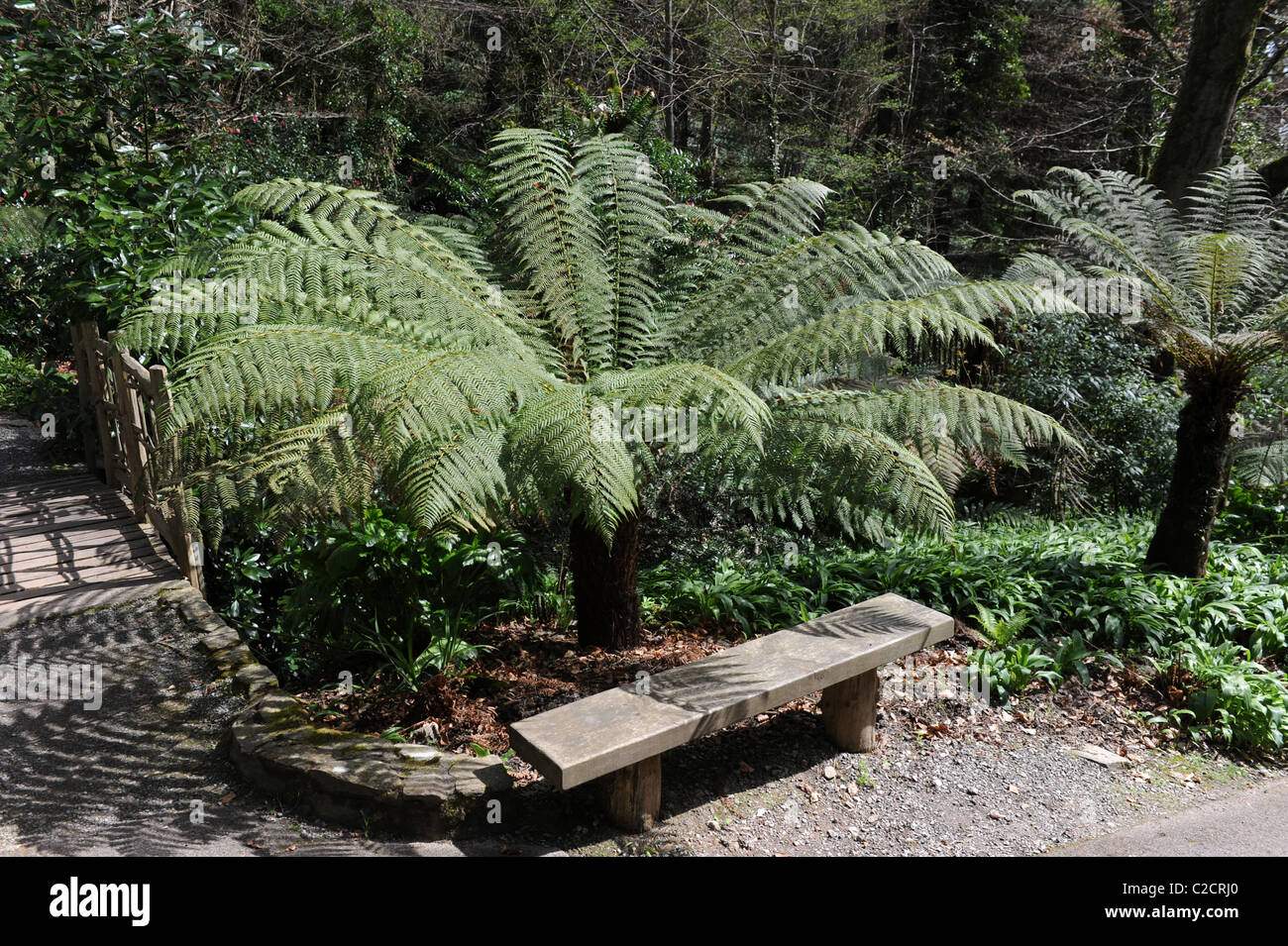 Cyatheales hi-res stock photography and images - Alamy