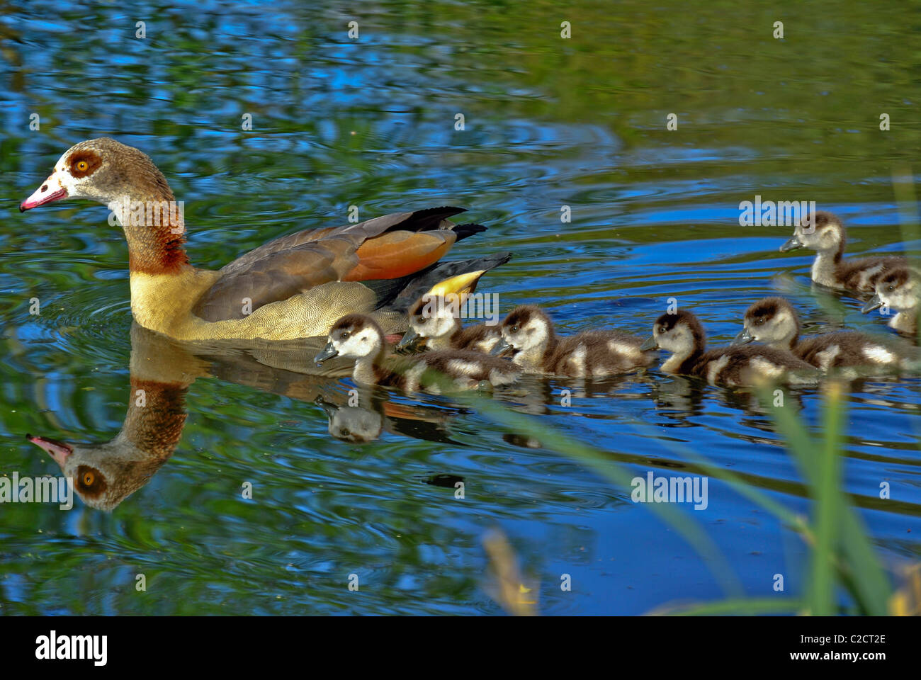 geese gosling's.norfolk nature,wildfowl Stock Photo - Alamy