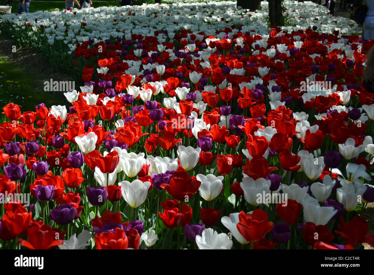 Tulips at Pralormo (Turin Italy) during a lightful day of April Stock ...