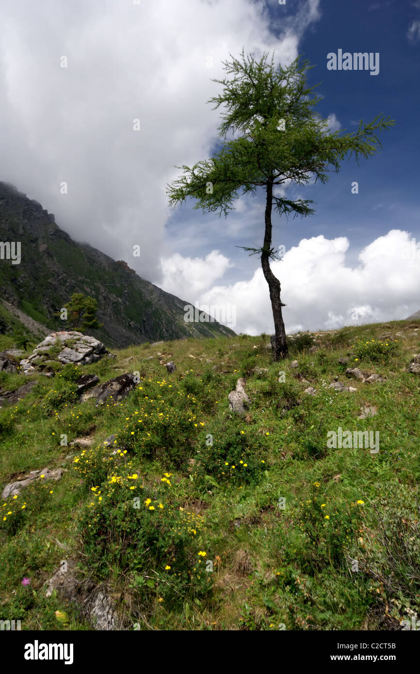 Beautiful harmonious landscape in Siberia with tree, blue sky, clouds ...