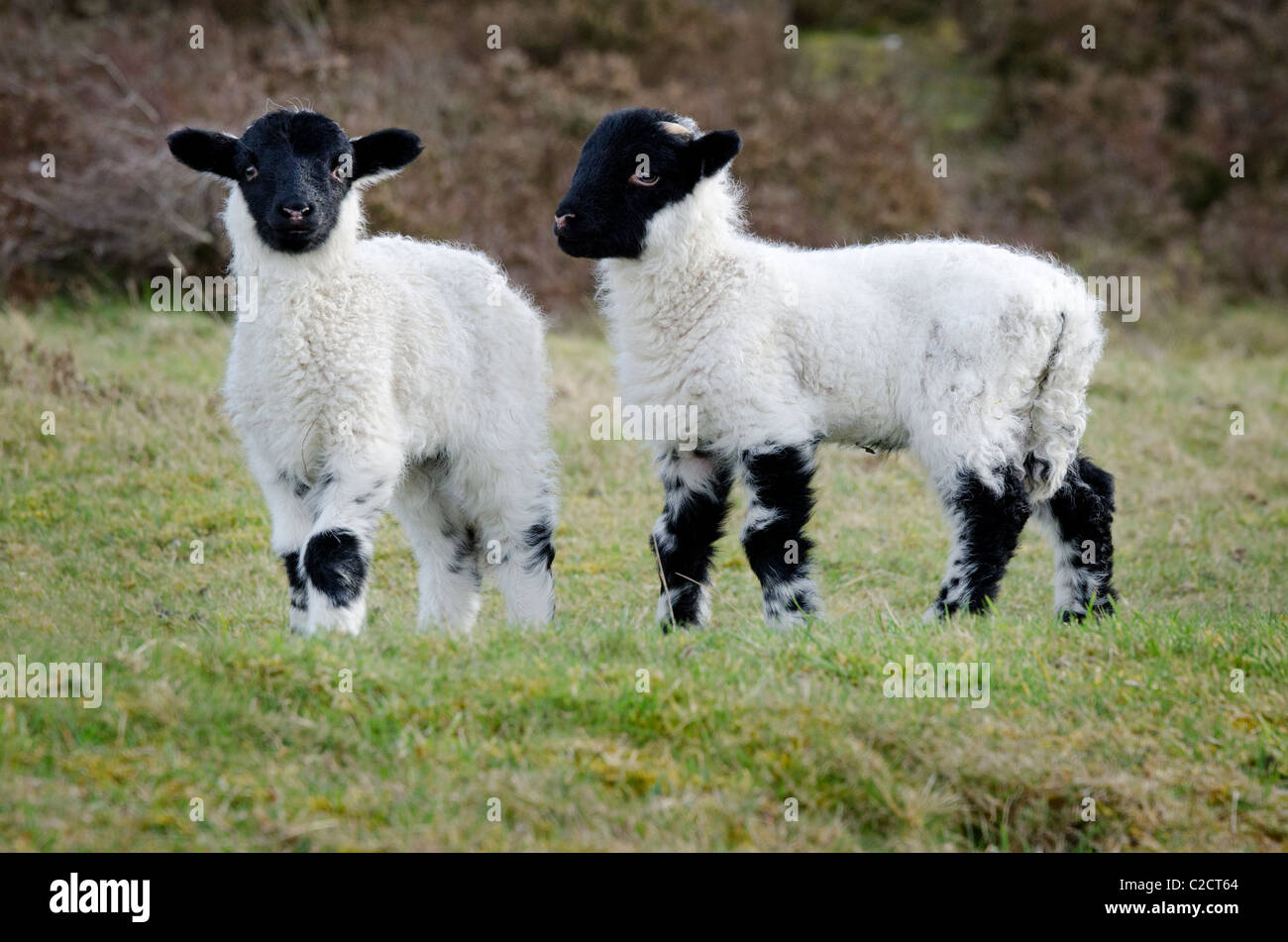 Lambs hi-res stock photography and images - Alamy