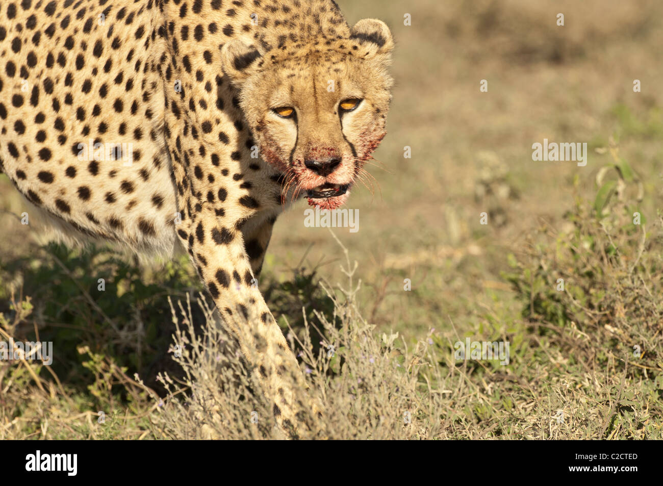 Cheetah stalking pose hi-res stock photography and images - Alamy