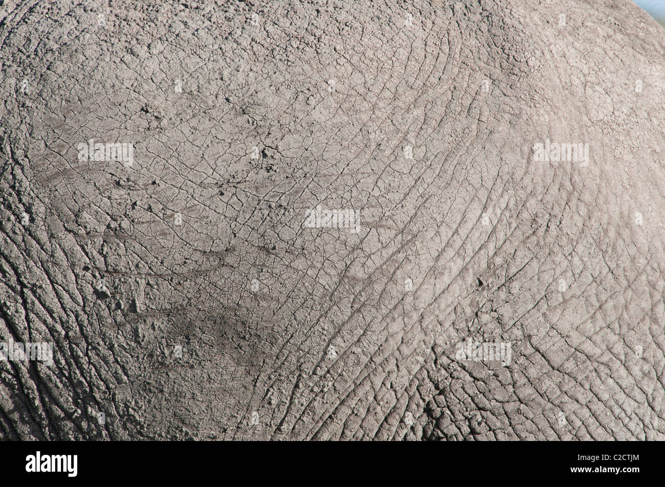 Elephant skin texture hi-res stock photography and images - Alamy
