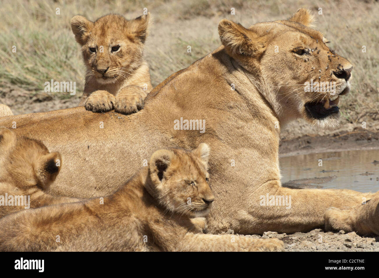 Lion lying on back hi-res stock photography and images - Alamy
