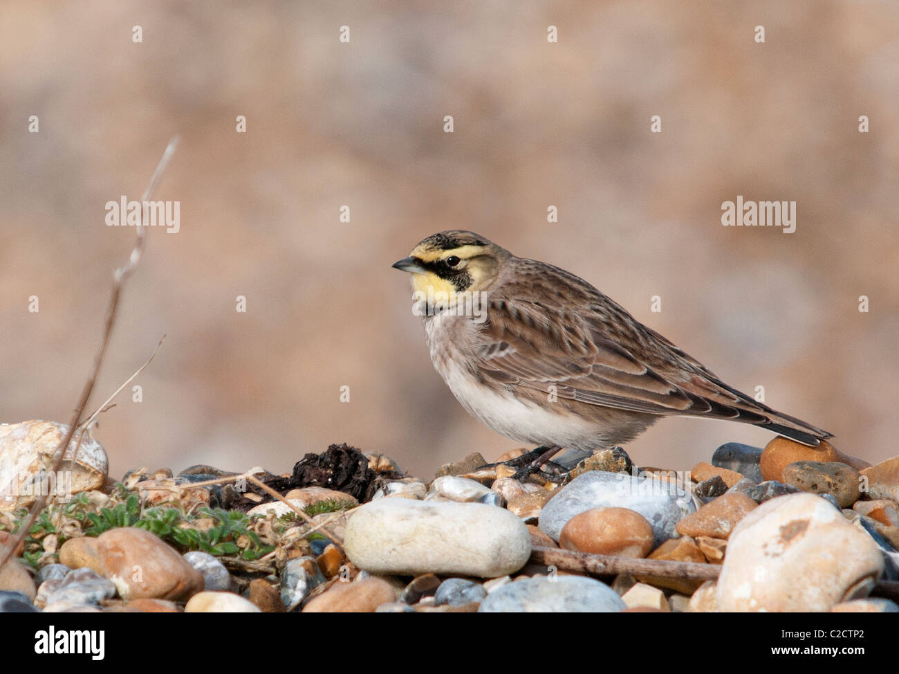 Lark birds hi-res stock photography and images - Alamy