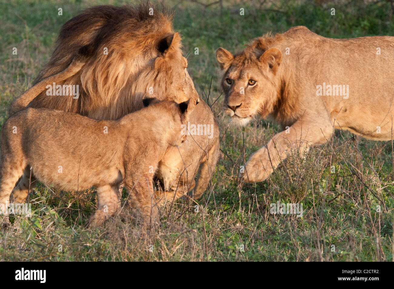 Lion Cubs With Father And Mother