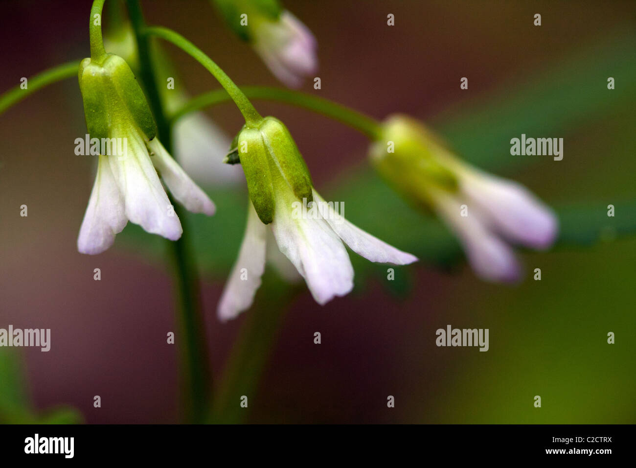 Cutleaf toothwort hi-res stock photography and images - Alamy