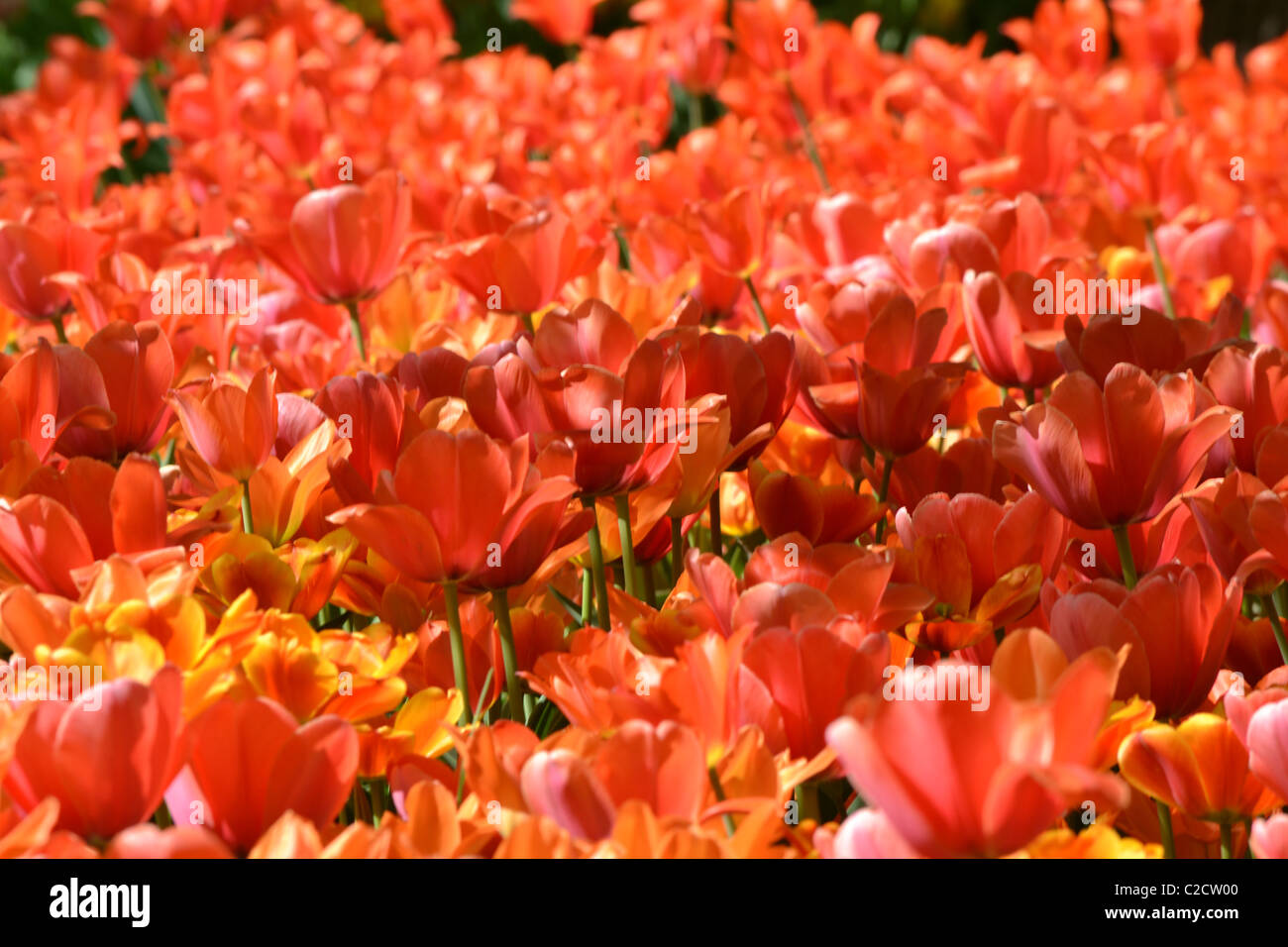 Tulips at Pralormo (Turin Italy) during a lightful day of April Stock ...
