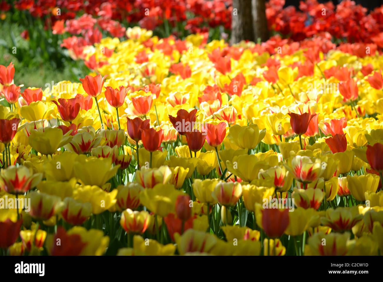 Tulips at Pralormo (Turin Italy) during a lightful day of April Stock ...