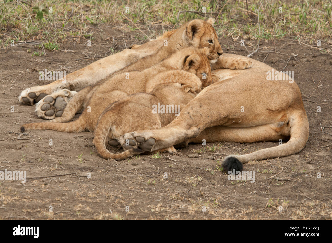 Stock photo of lion cubs nursing Stock Photo - Alamy