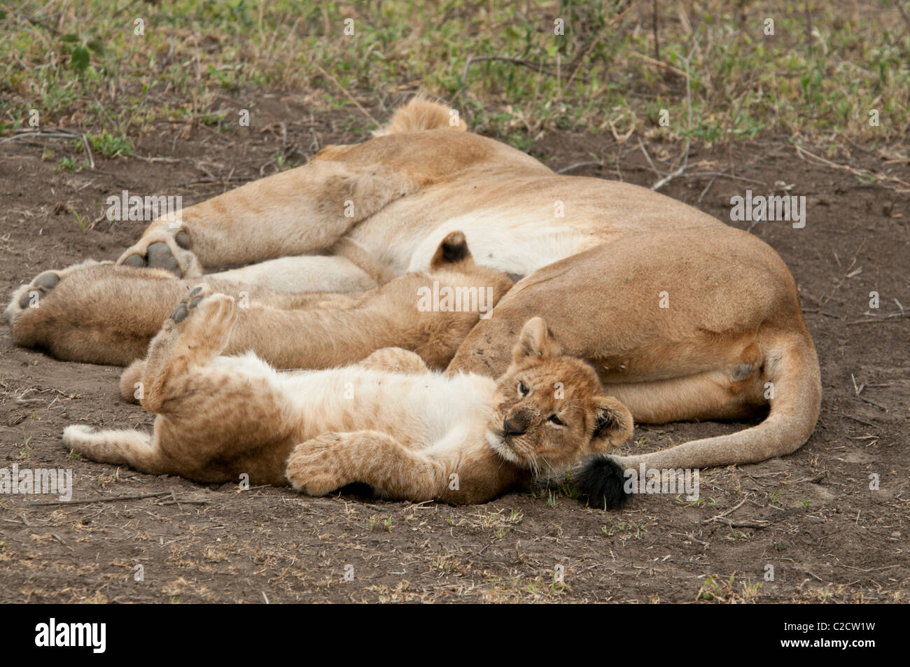 Stock photo of a lion cub resting by his mom after nursing Stock Photo ...