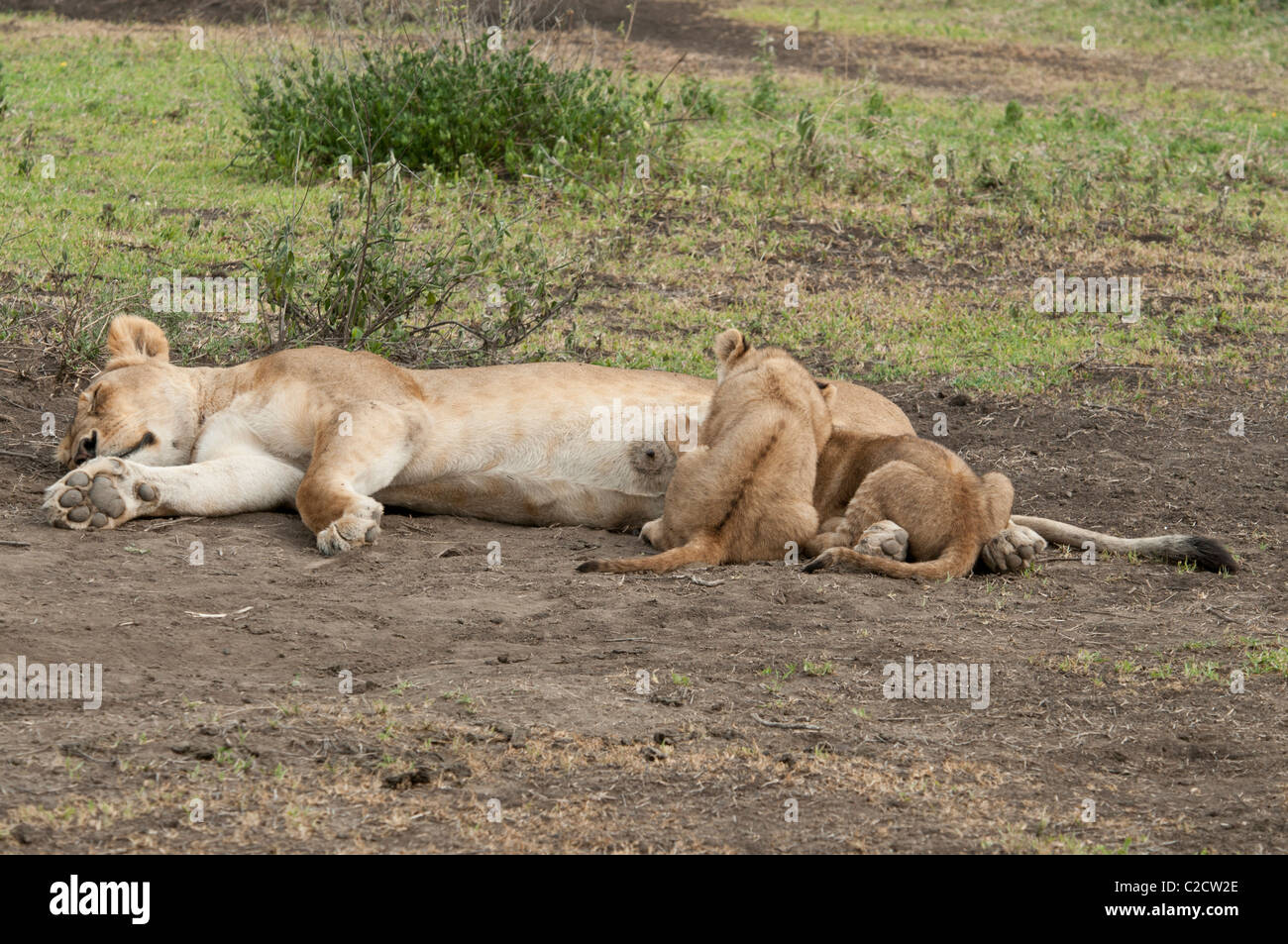 Stock photo of lion cubs nursing Stock Photo - Alamy