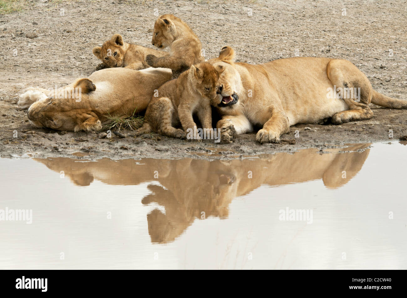 Lion Reflection Cub High Resolution Stock Photography and Images - Alamy