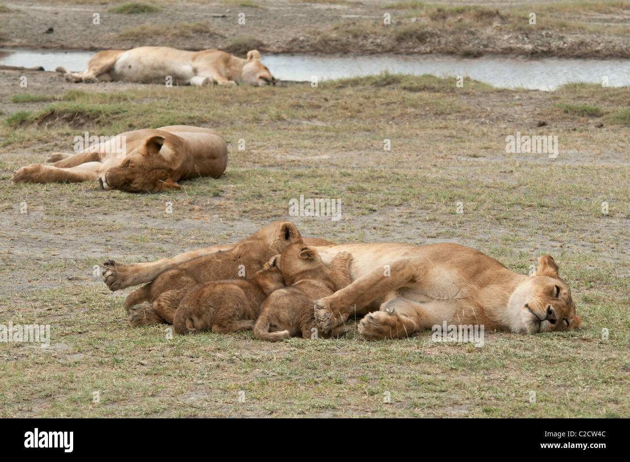 Stock photo of lion cubs nursing Stock Photo - Alamy