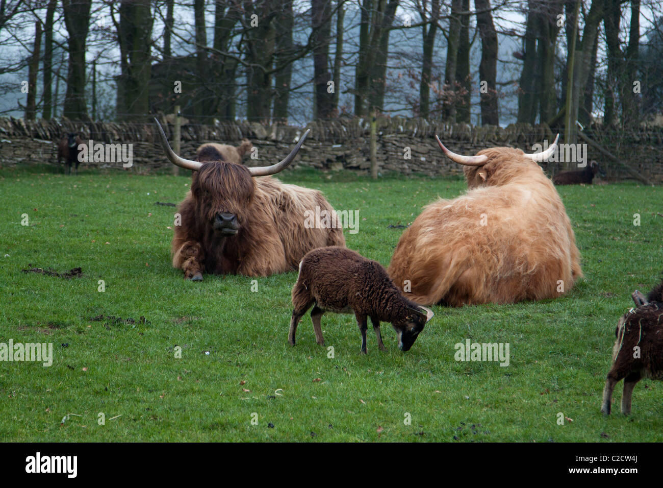 Old breed of cattle hi-res stock photography and images - Alamy