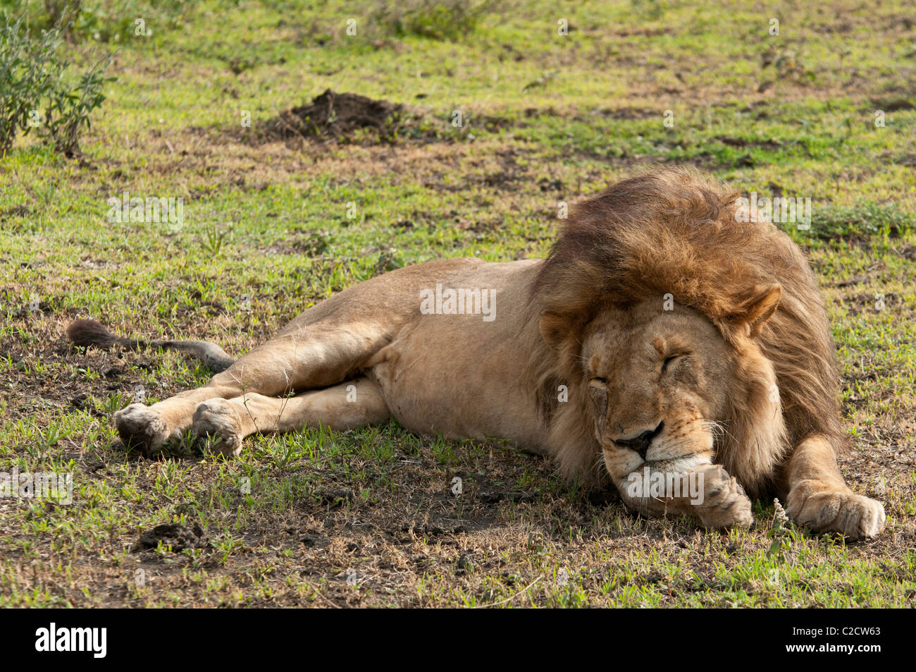 African savanna lion hi-res stock photography and images - Alamy